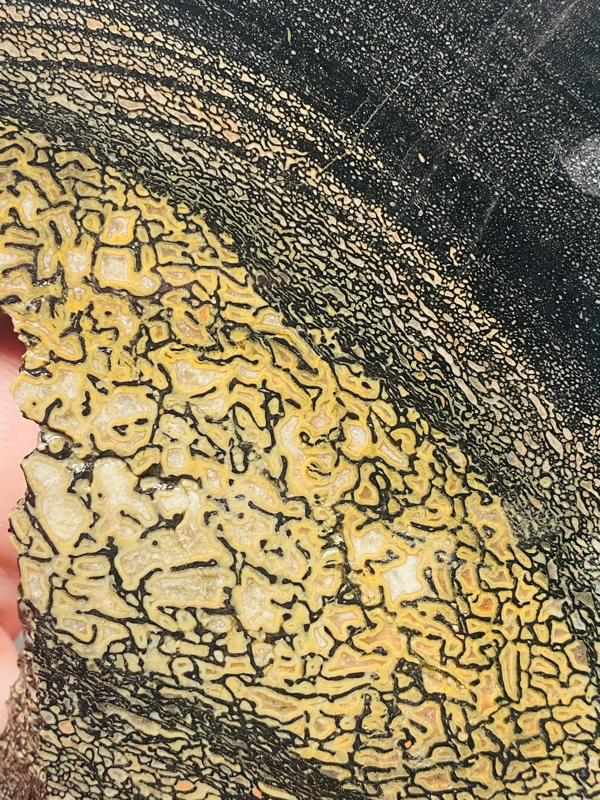 Dinosaur Bone | ANDERSON STONES